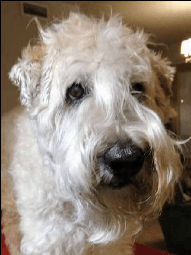 More Than Just A Pretty Face - Soft Coated Wheaten Terrier Club of ...